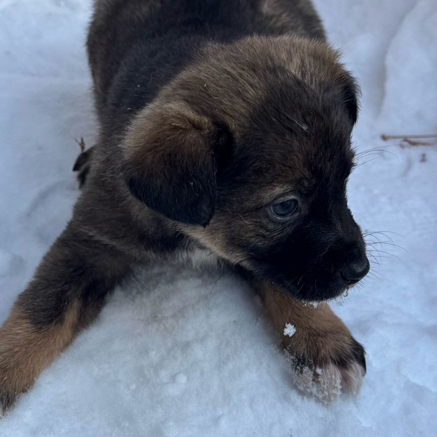 Щенок в добрые руки