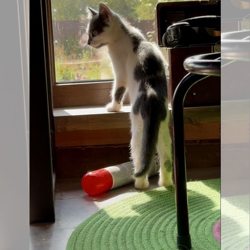 Котенок в добрые руки