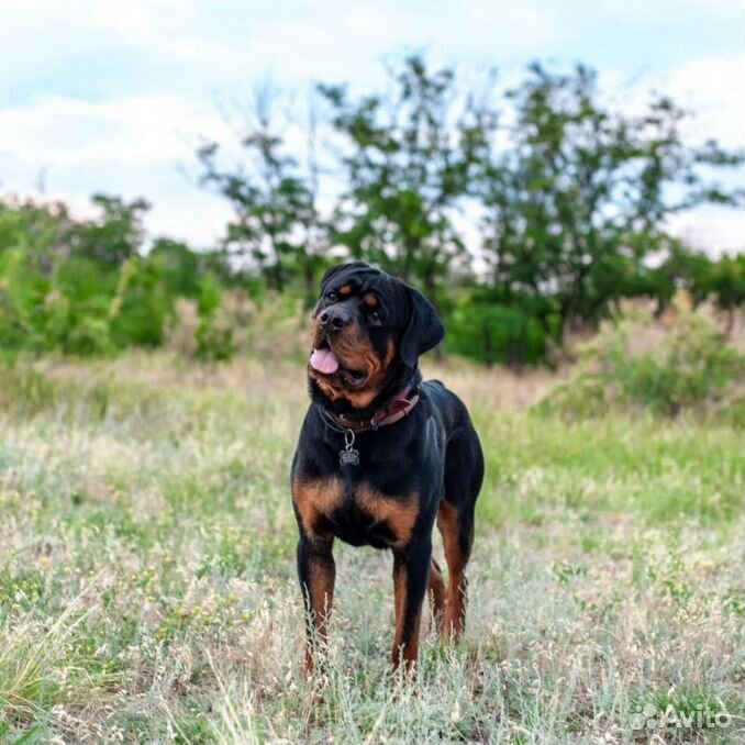 Вязка Ротвейлера
