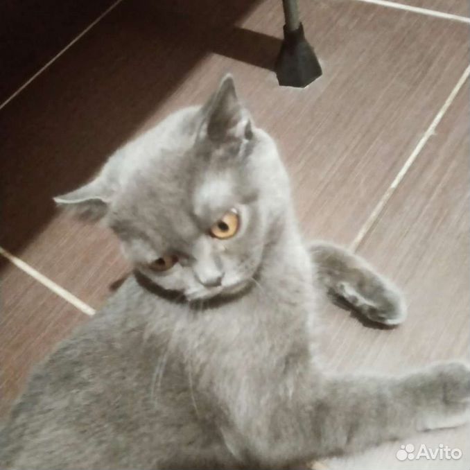 Шотландская кошка бесплатно,к лотку приучена