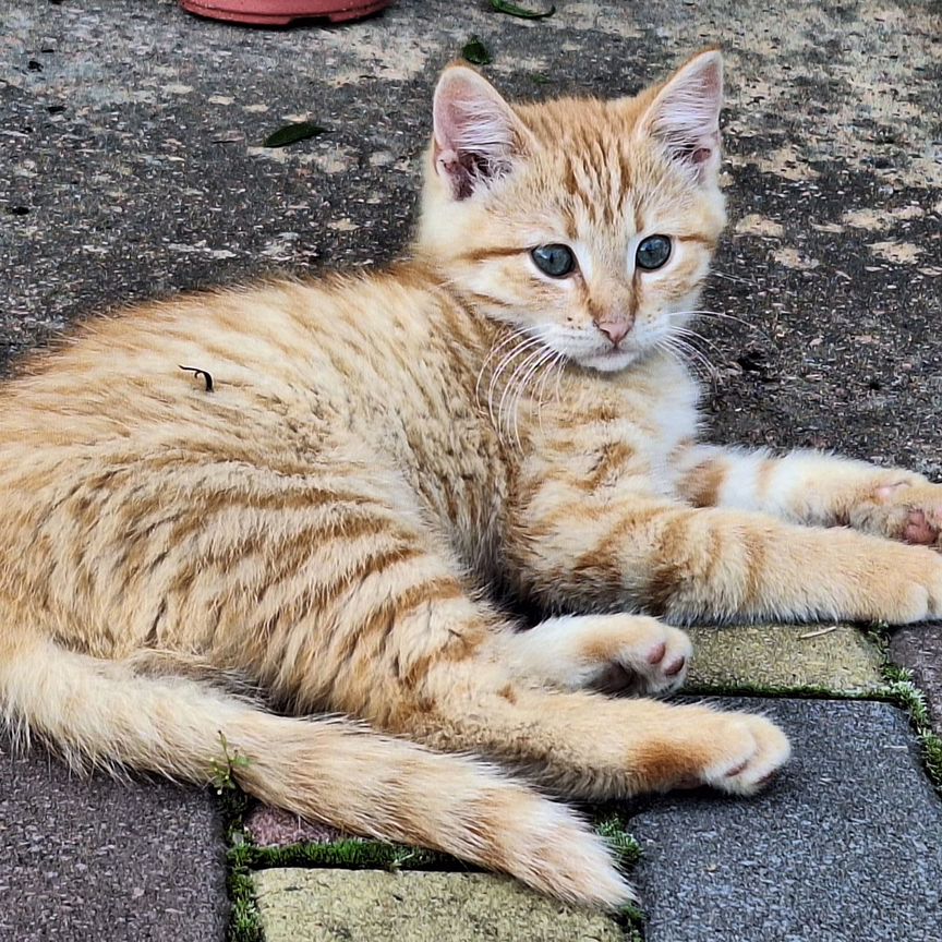 Котята в добрые руки даром