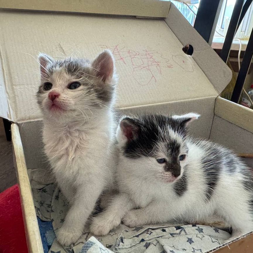 Котята