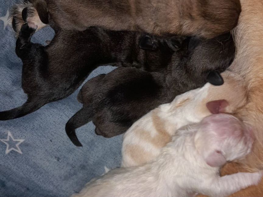 Щенки Джек Рассел-Такса