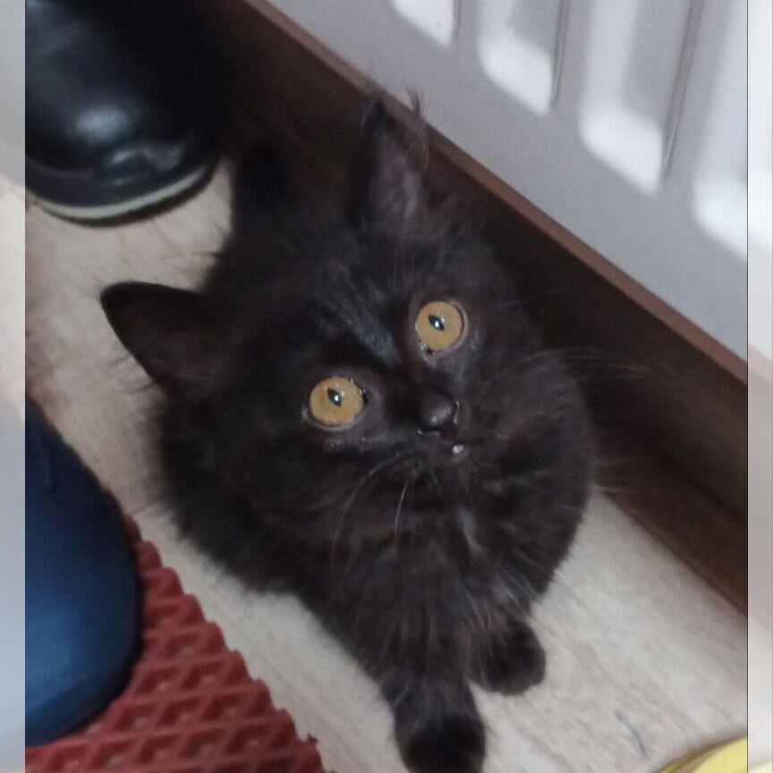 Шотландский прямоухий котёнок мальчик