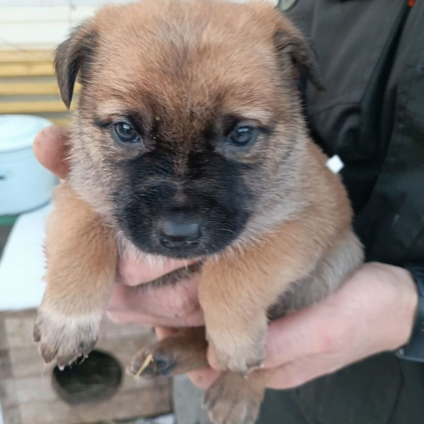 Лайка, щенок