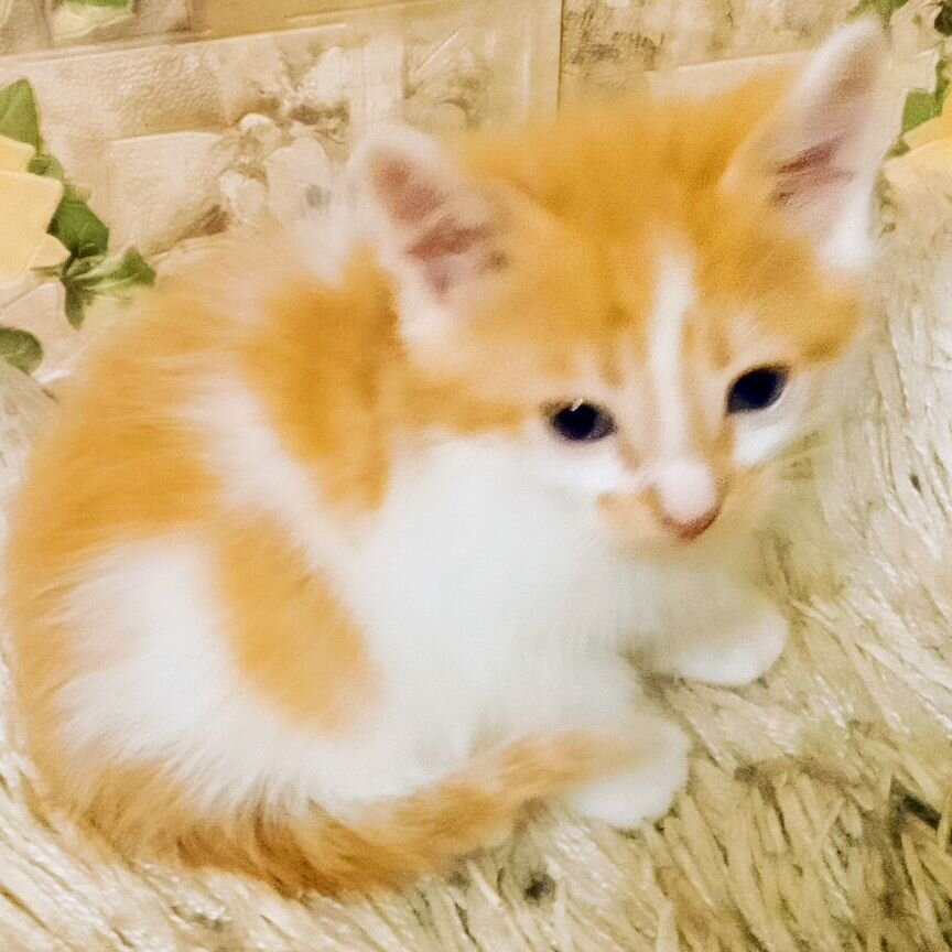 Сибирские котята