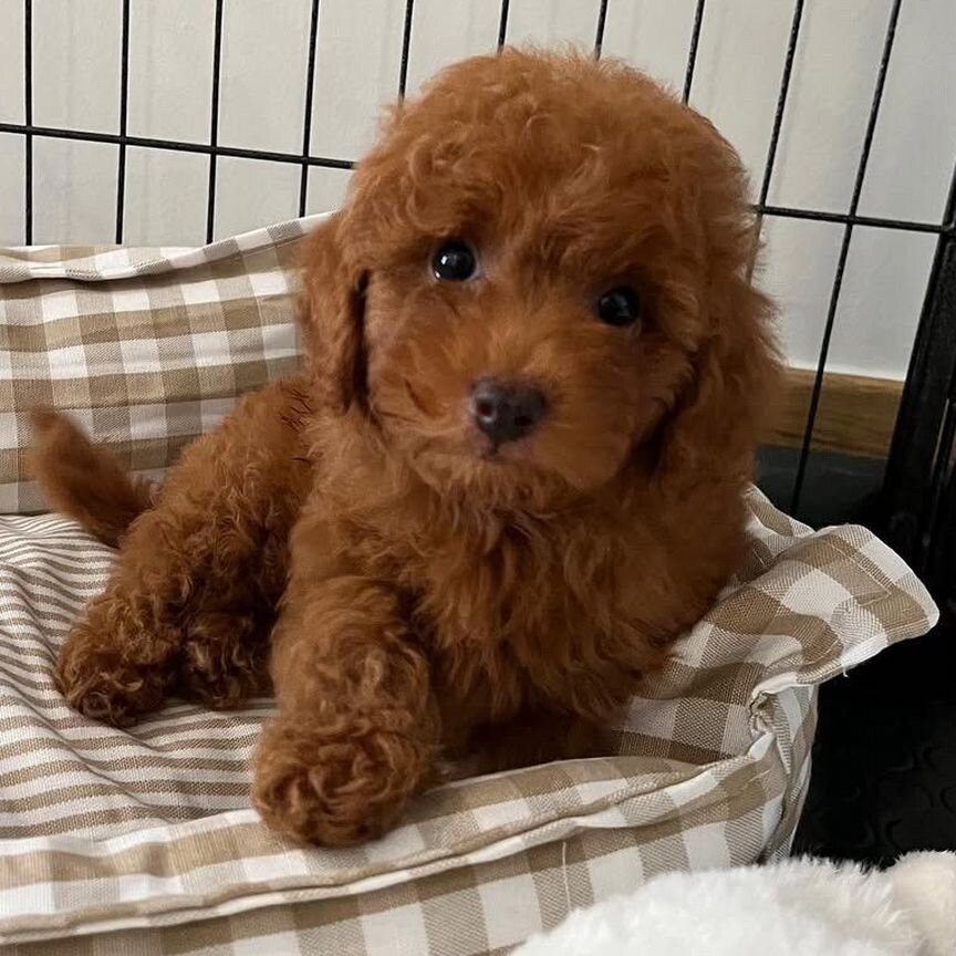 Той-пудель, щенок