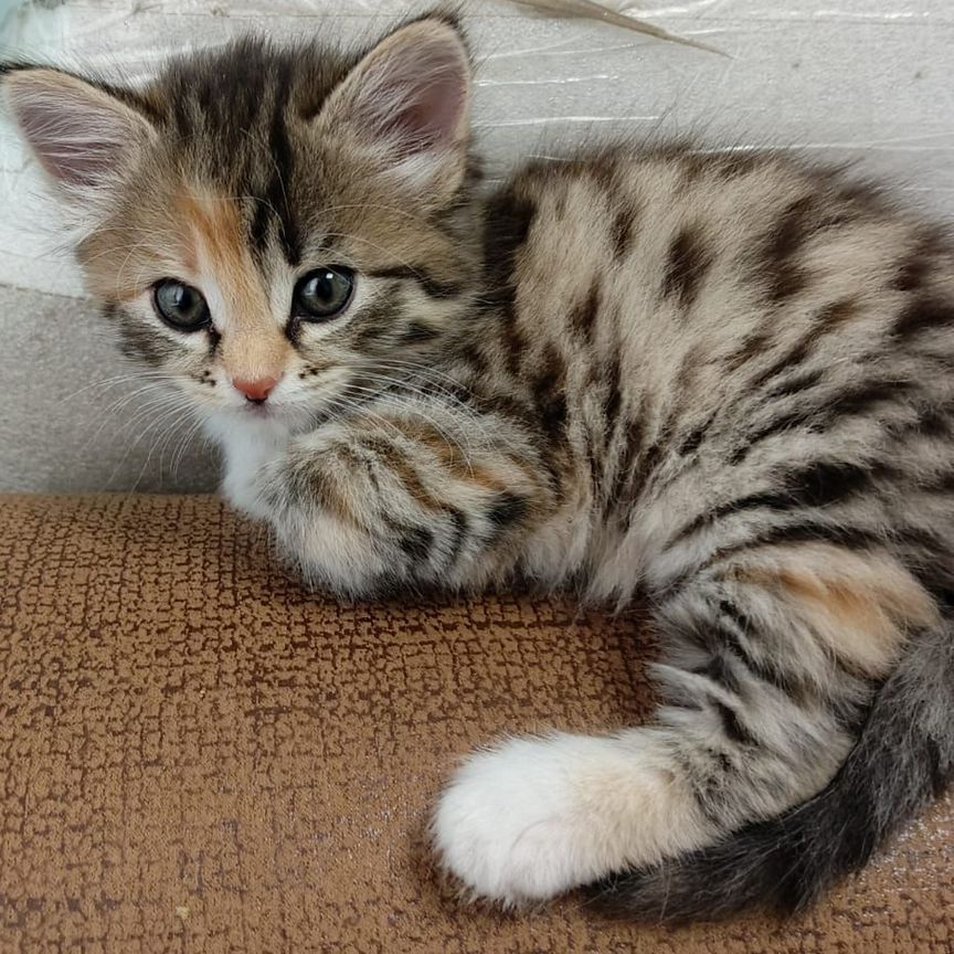 Котенок