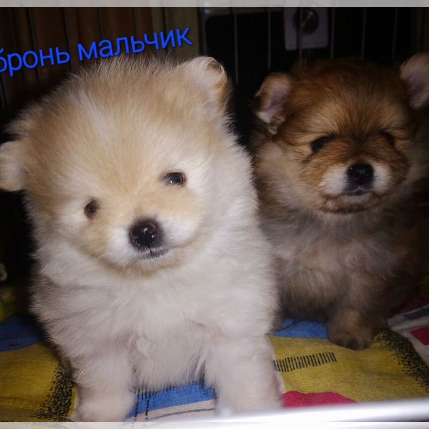 Немецкий шпиц, щенок