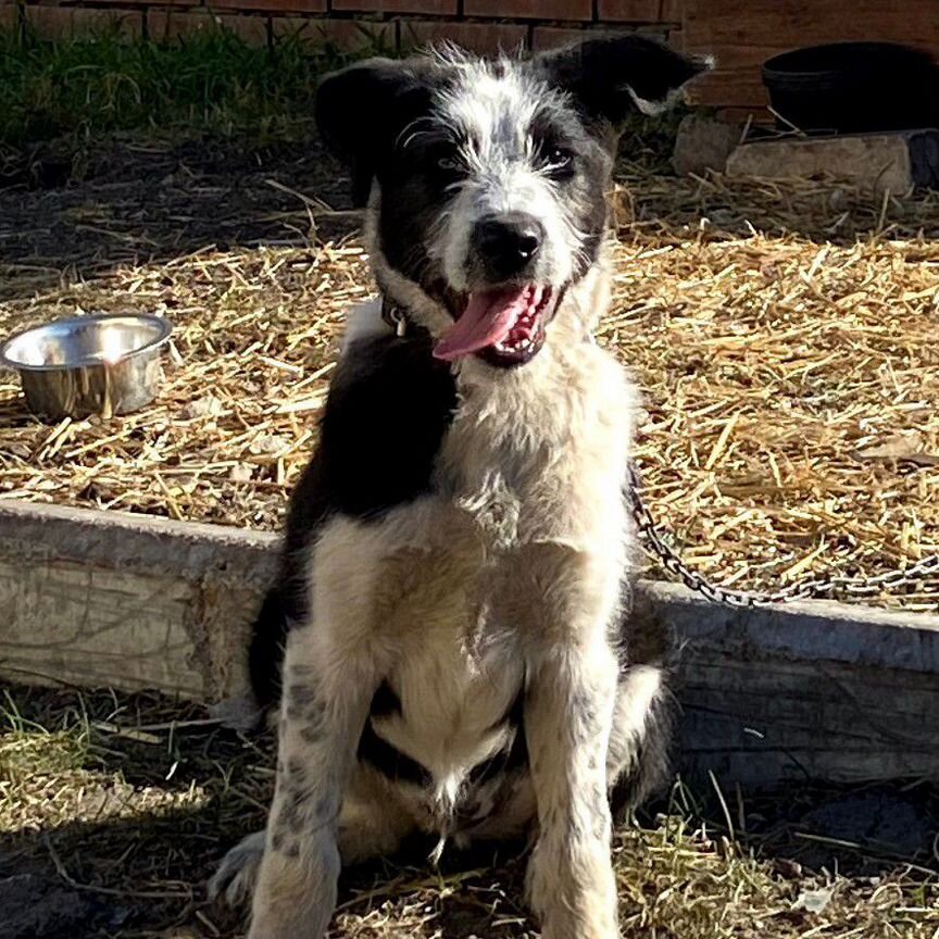 Отдам в хорошие руки собаку