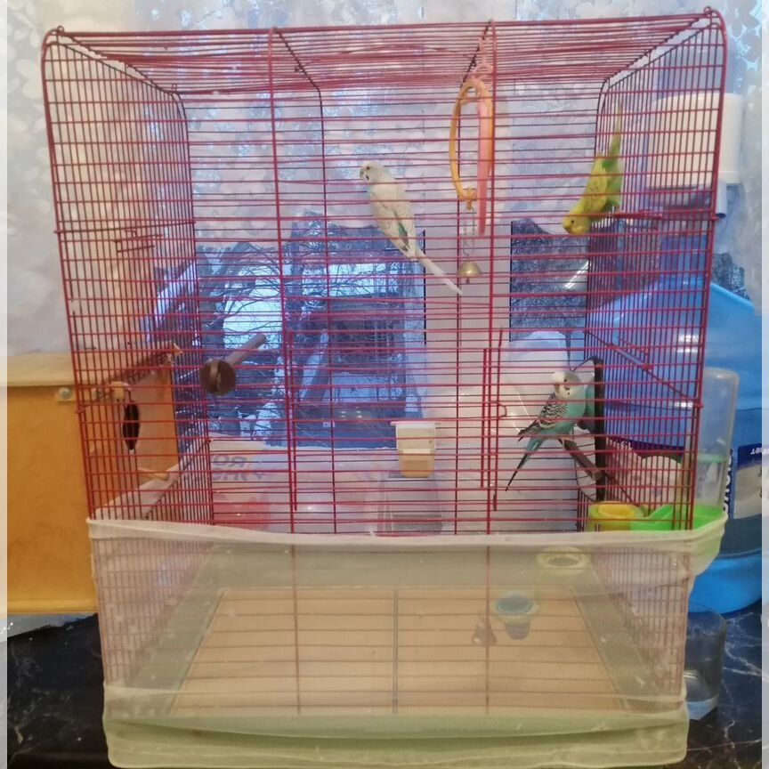 Волнистый попугай