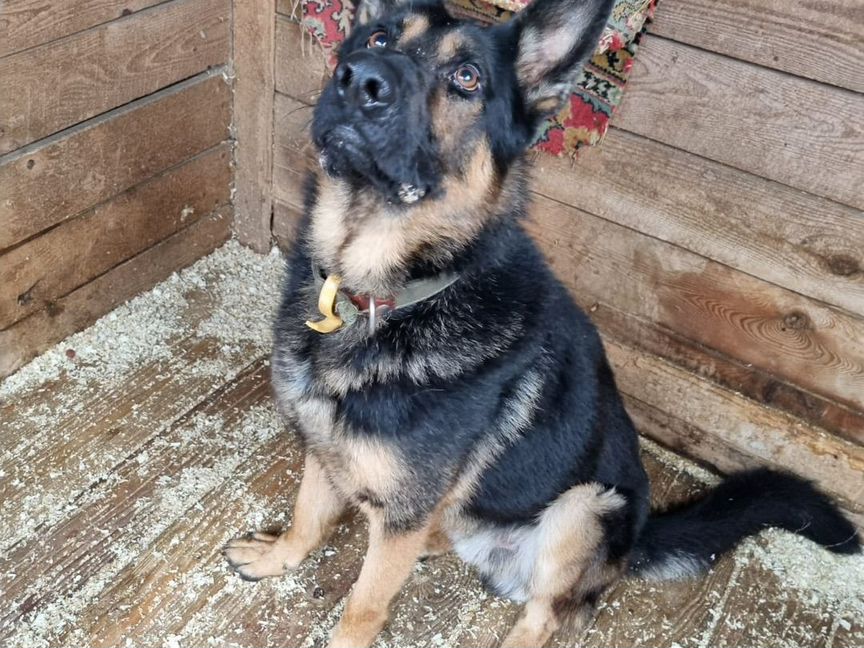 Овчар из приюта