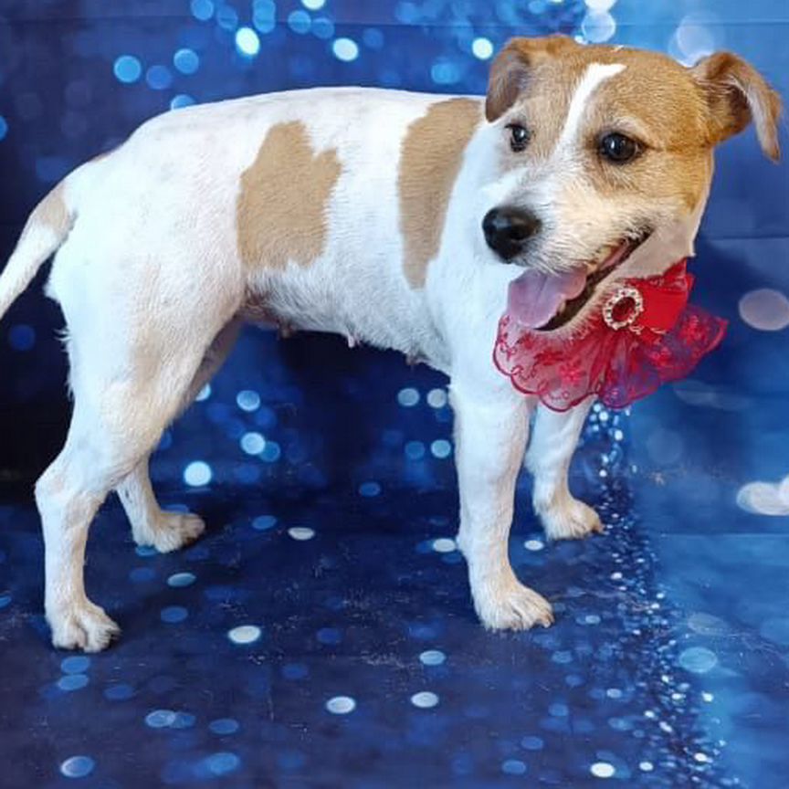 Джек-рассел-терьер, взрослая собака