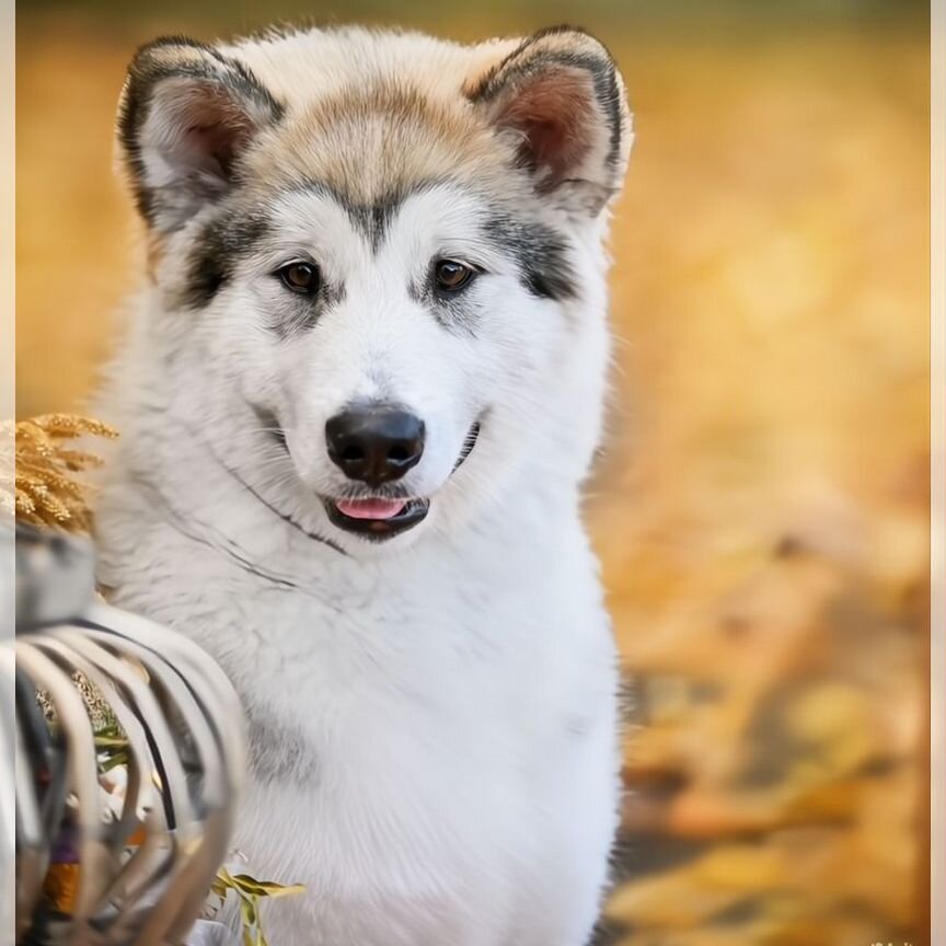Аляскинский маламут, щенок