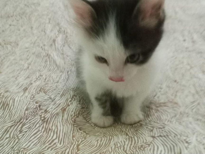 Котята в добрые руки приучены к лотку