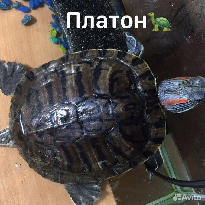 Черепашки красноухие