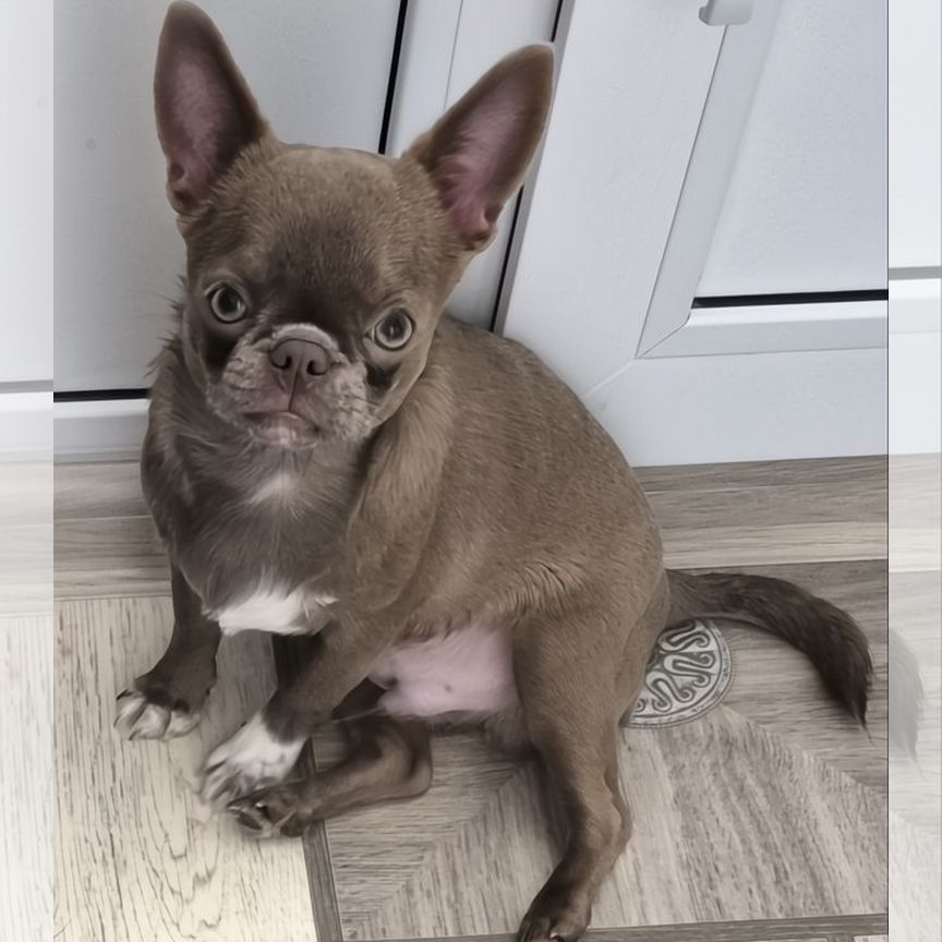 Чихуахуа, щенок