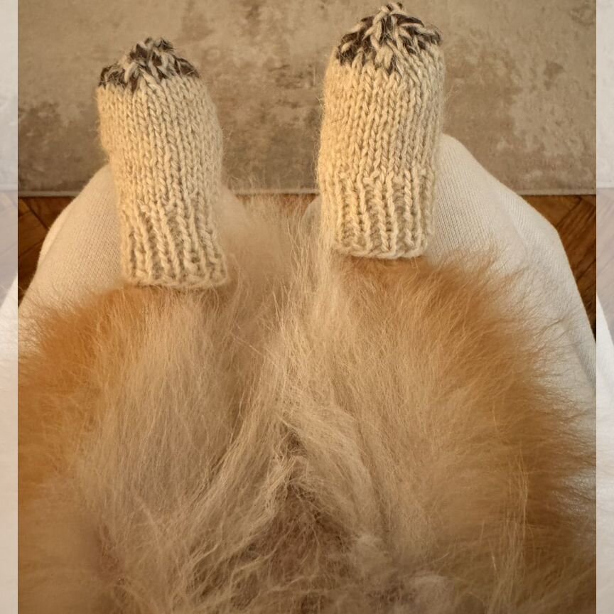 Носки для собак