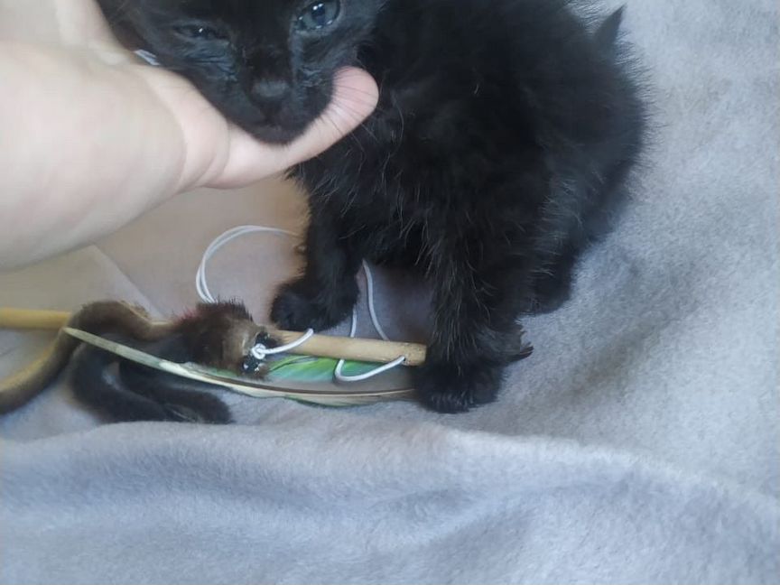 Котята в добрые руки даром