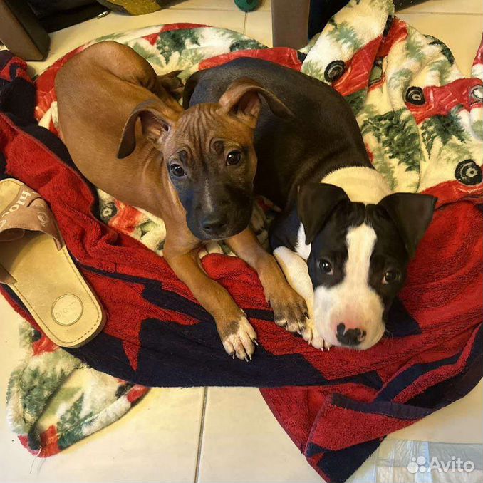 Щеночки питбуля