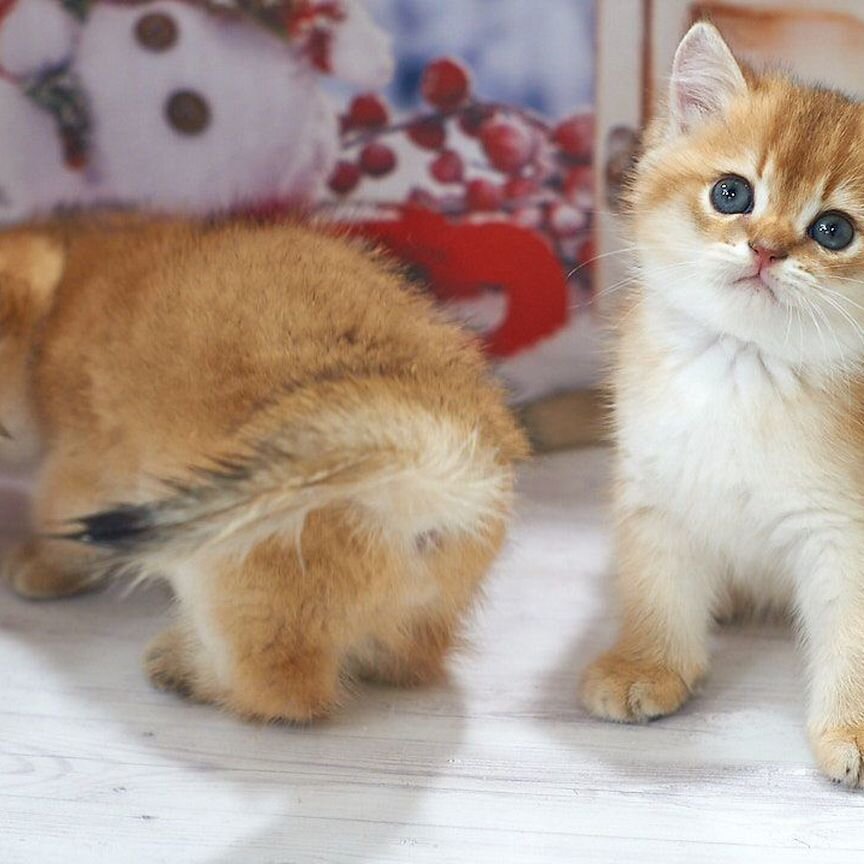 Котята золотая шиншилла