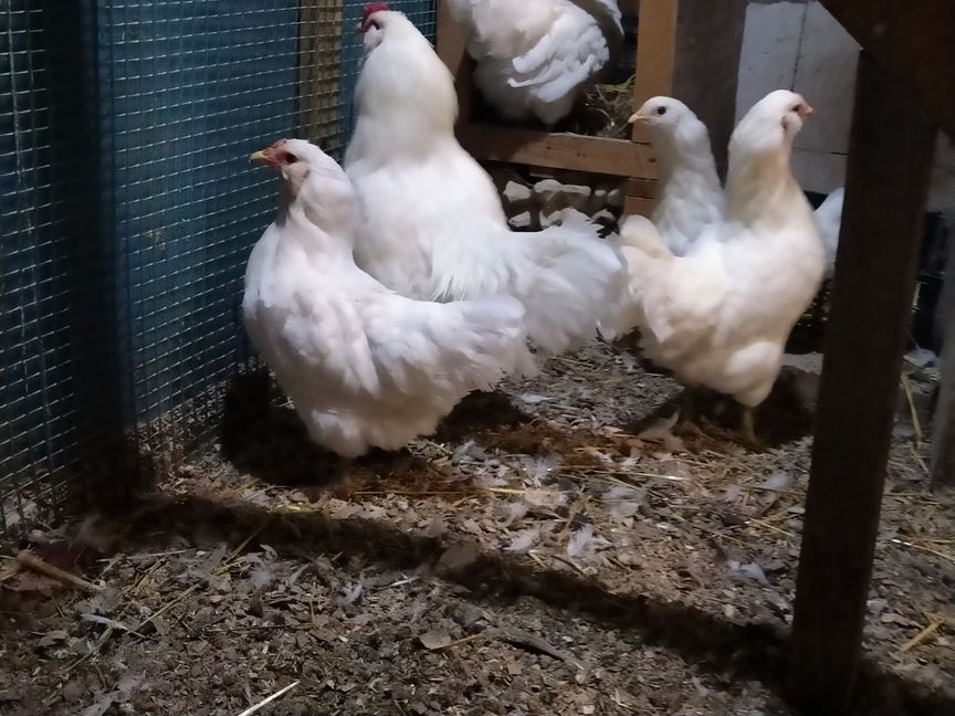 Инкубационное яйцо Амераукана