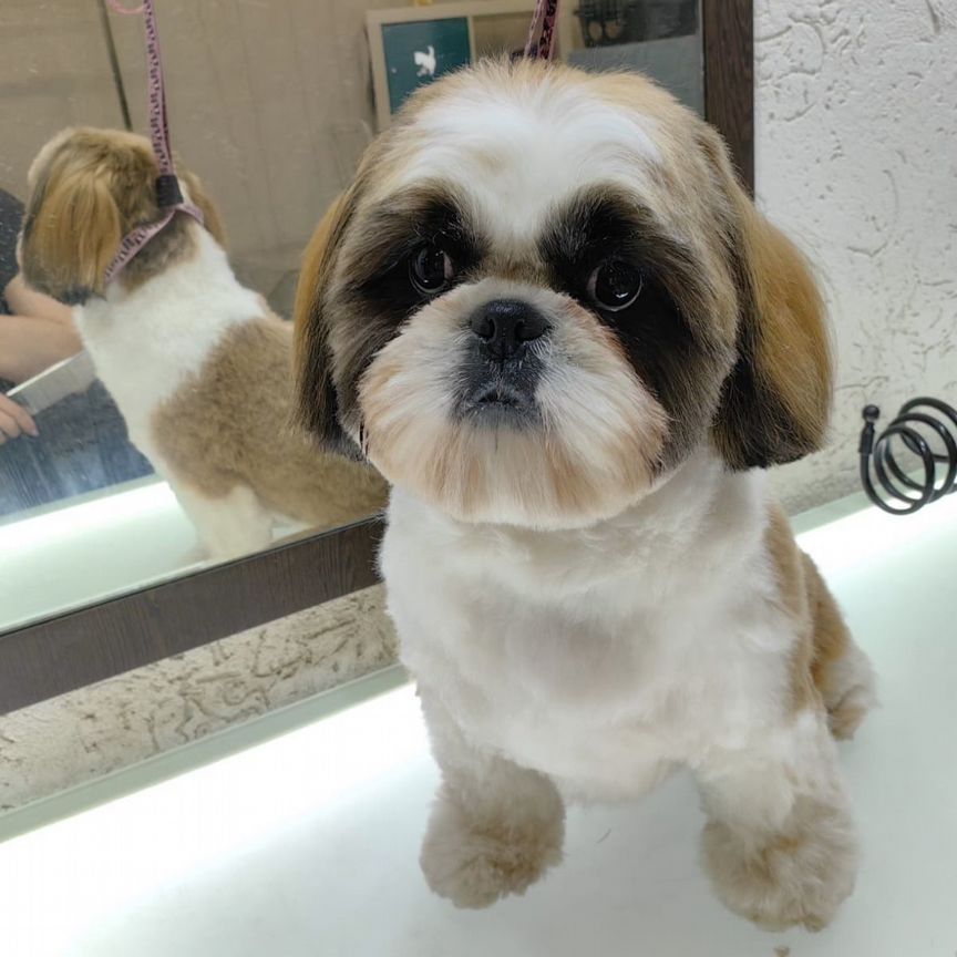 Ши-тцу вязка