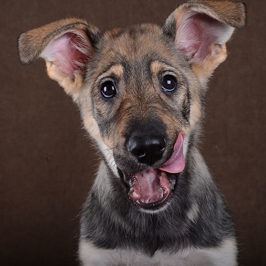 Щенок в добрые руки