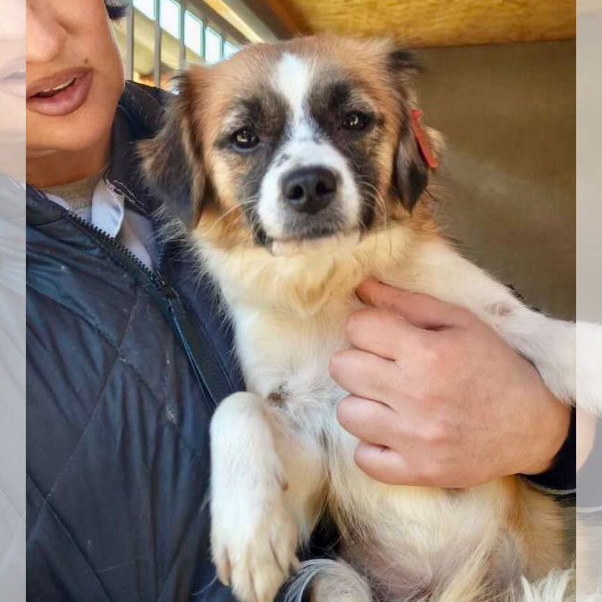 Малышка собачка Марта