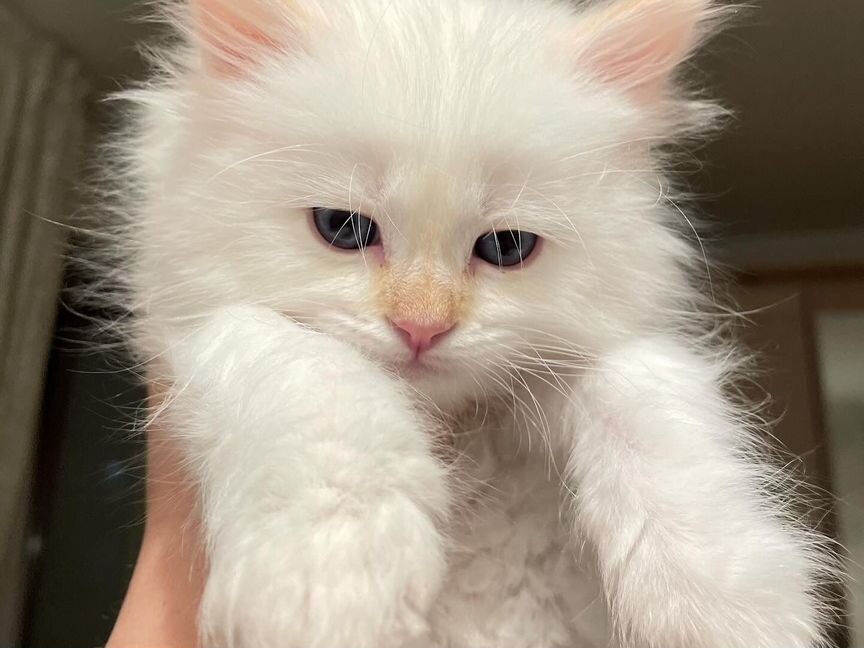 Котенок Андрюша породы невская маскарадная