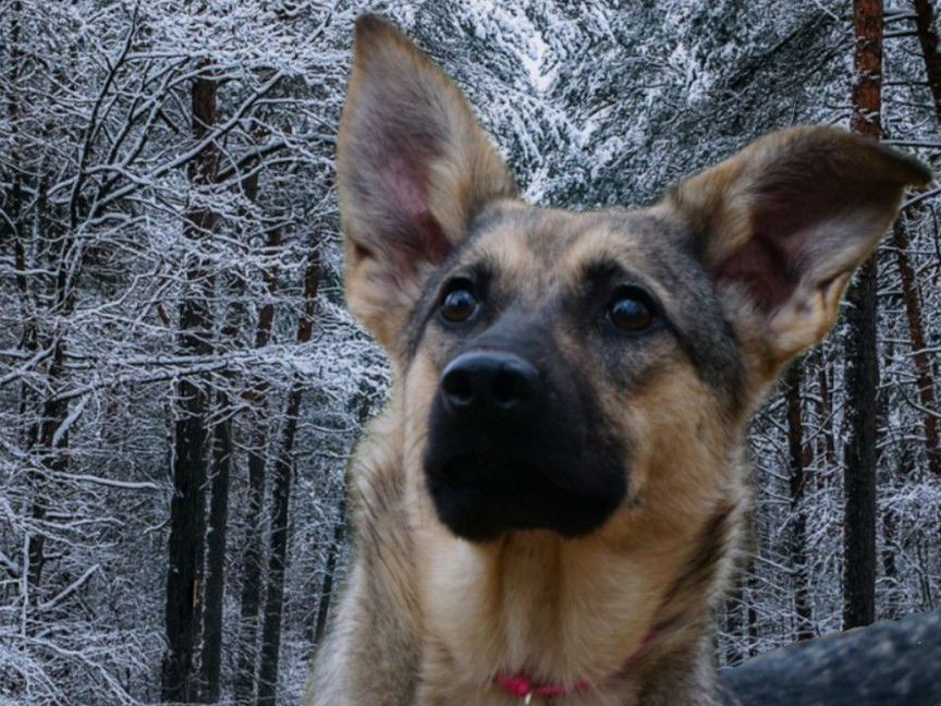Щенок в добрые руки / бесплатно