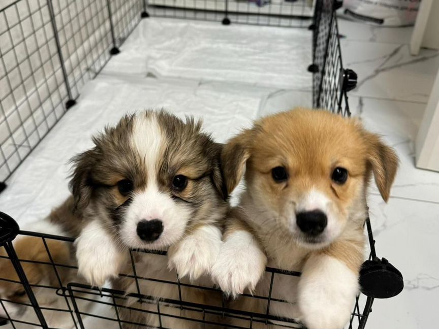 Собаки щенки корги