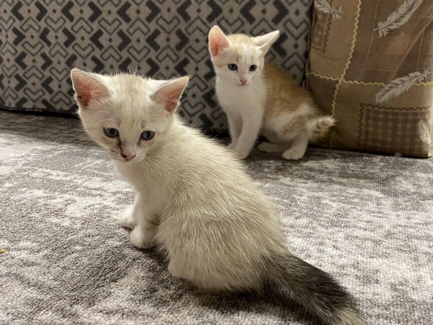 Котята