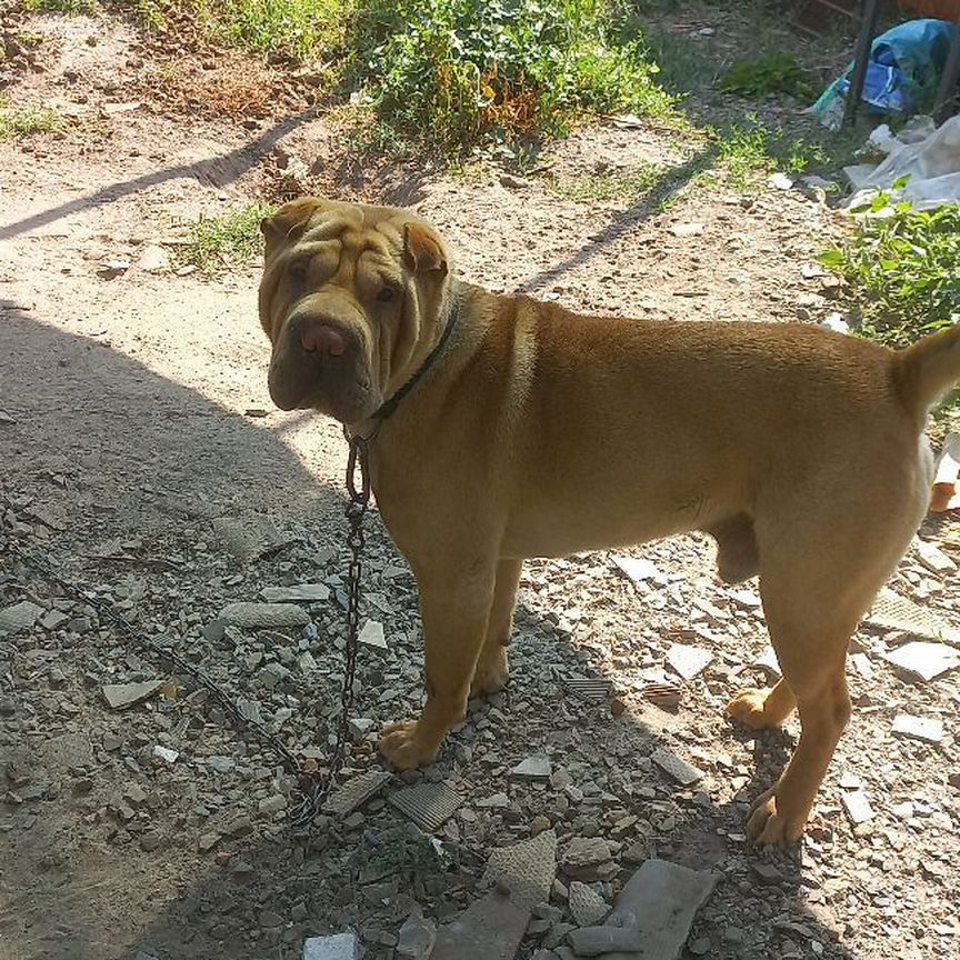 Отдам в добрые руки шарпея