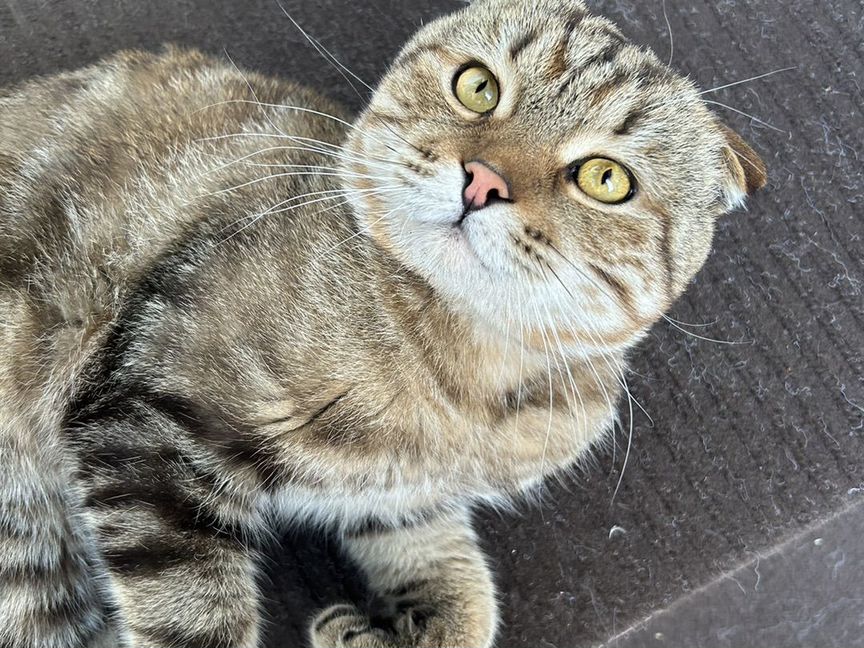 Шотландский вислоухий кот бесплатно