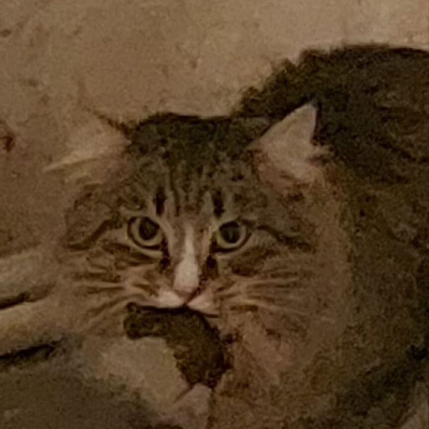 Продается молодой кобель среднеазиатской овчарка