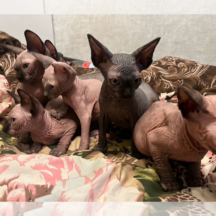 Канадский сфинкс котёнок