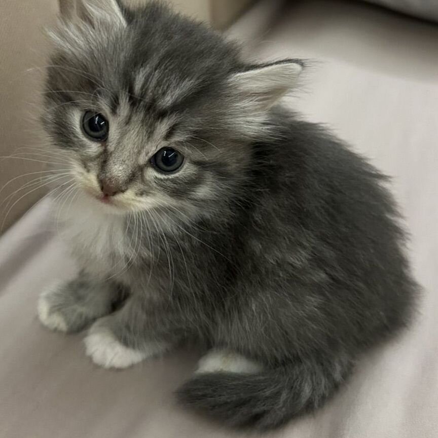 Котёнок в добрые руки