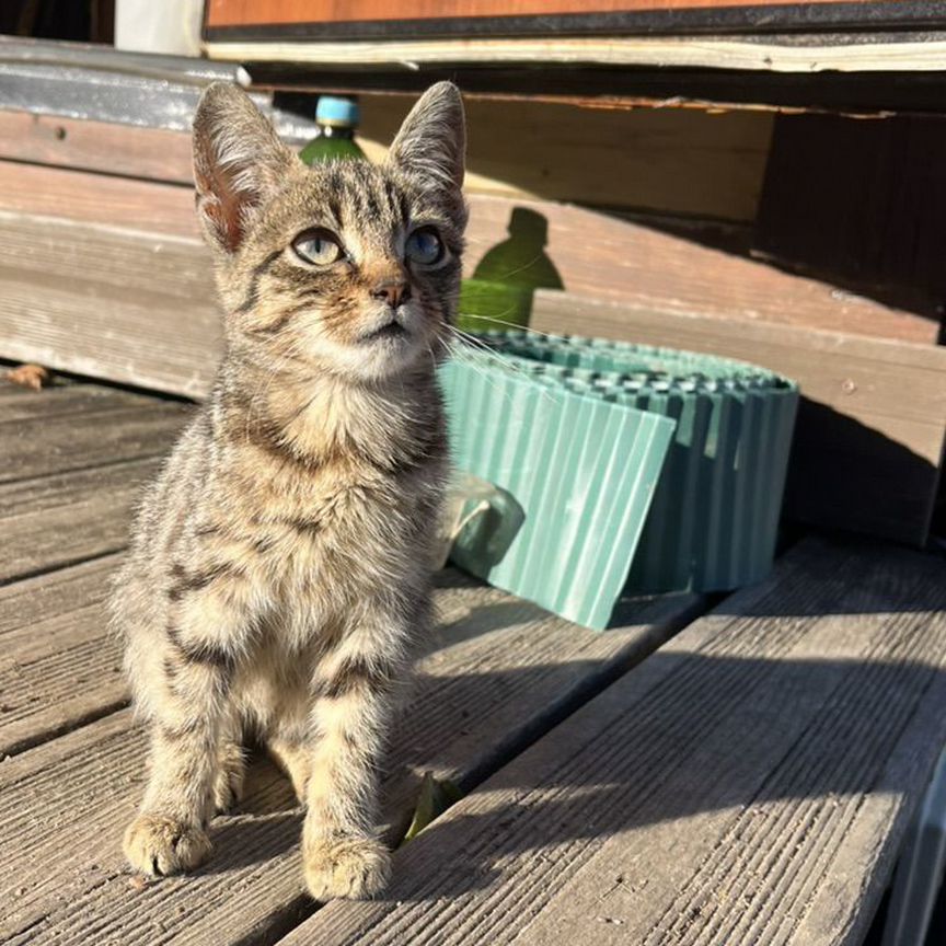 Котёнок в добрые руки