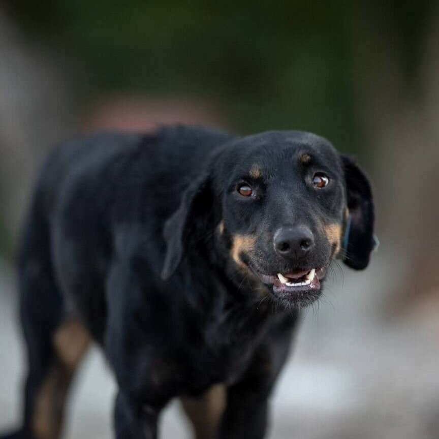 Собаке Ная девочка в добрые руки