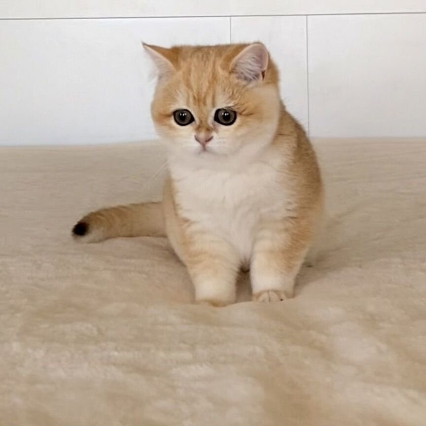 Британский короткошёрстный котёнок