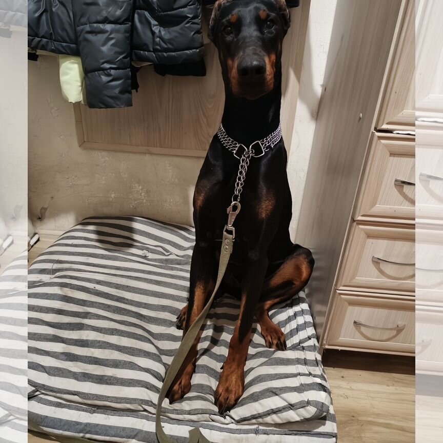 Доберман, взрослая собака