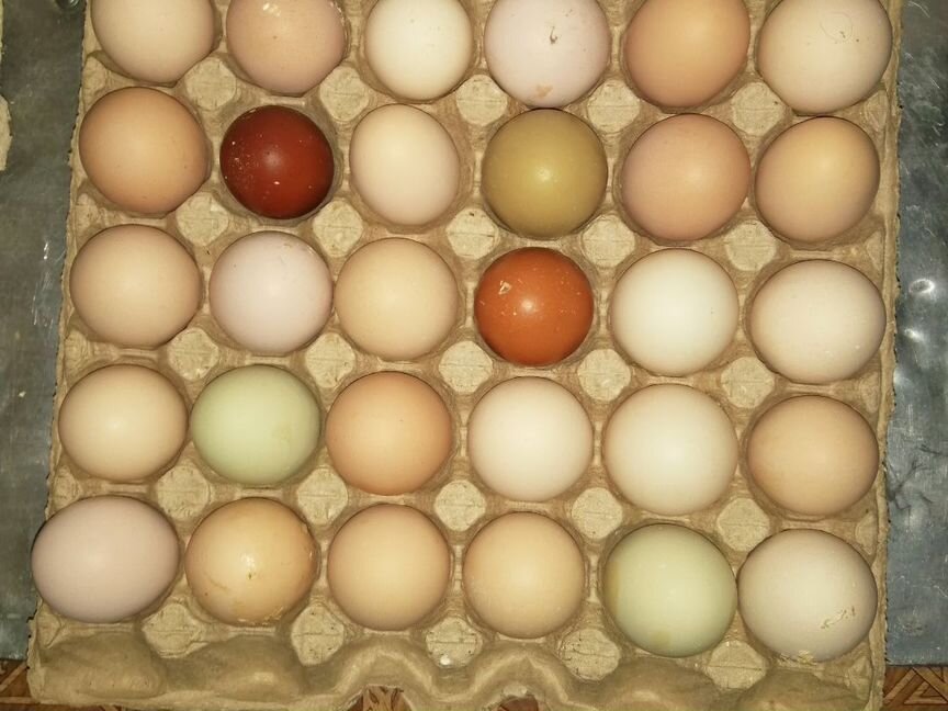 Яйца для инкубации