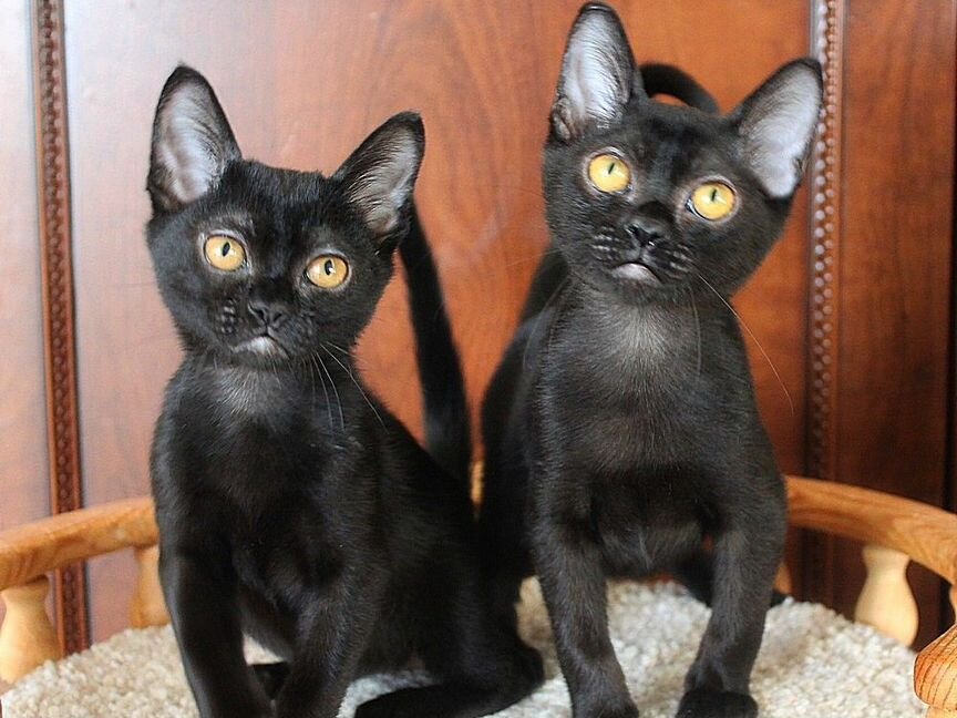 Котята Бомбей