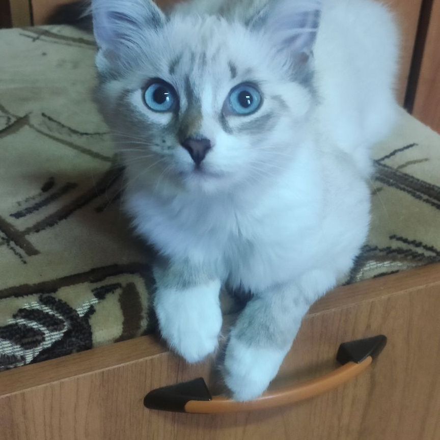 Тайская кошечка