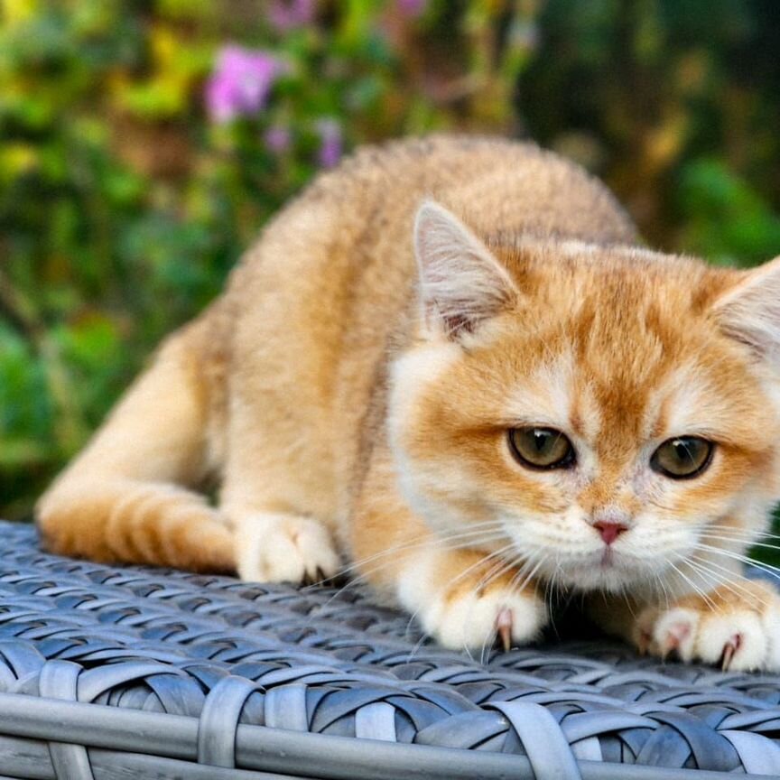 Котятки шиншилла