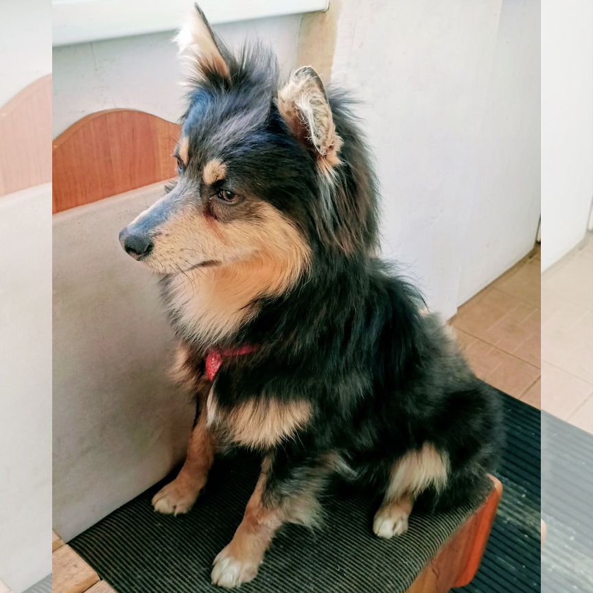 Взрослый пёс в добрые руки