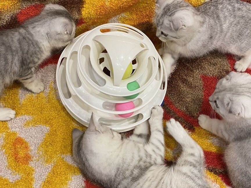 Котята шотланские вислоухие