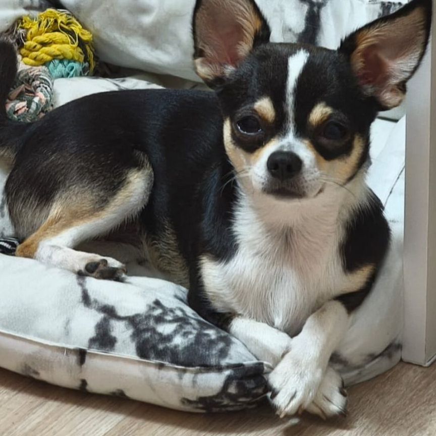 Чихуахуа, щенок