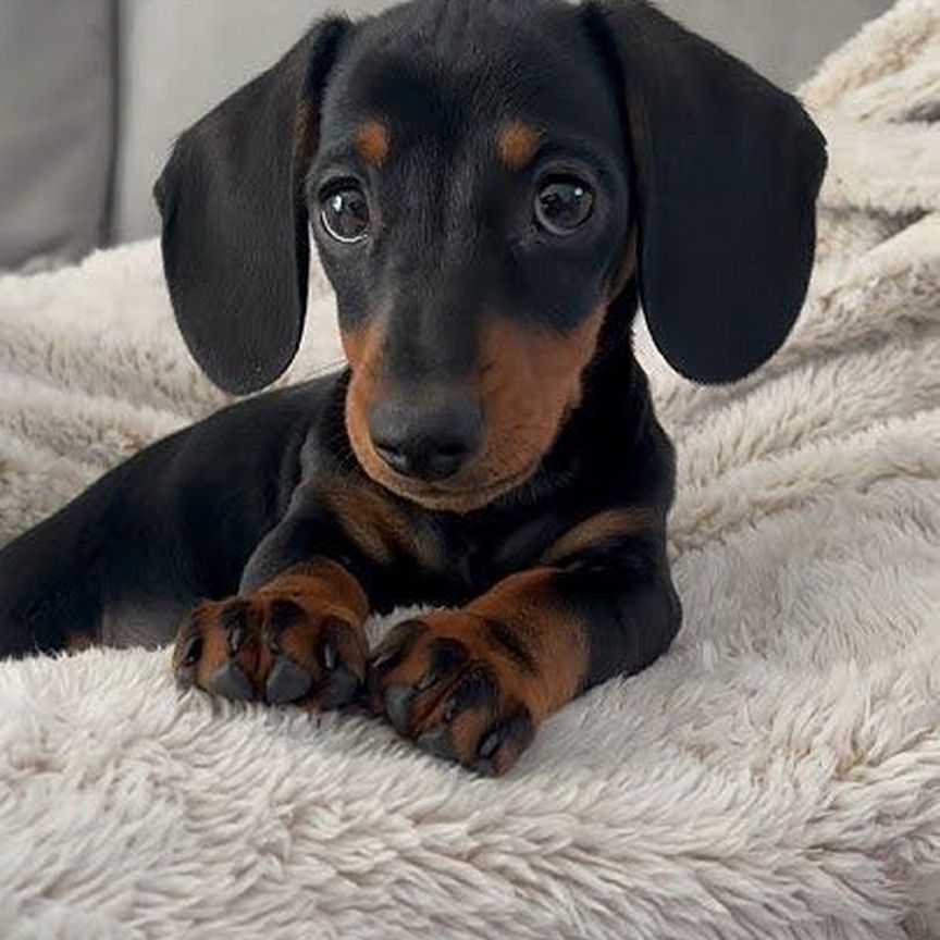 Такса, щенок